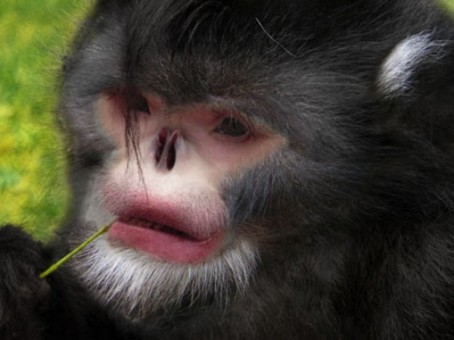 Sneezing Snub-Nosed Monkey | Scribble Scoop